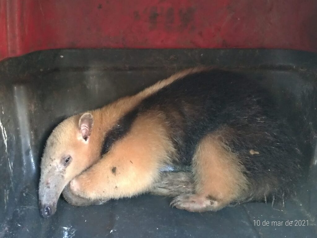 Filhote de Tamanduá é reintegrado à natureza na sede do Parnit ...